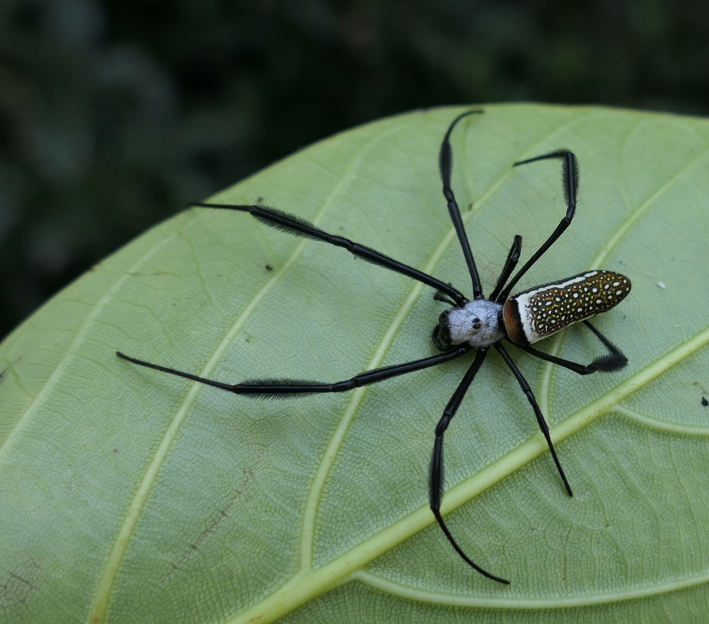 Golden Silk Spider from Zona rural de Paudalho - Pernambuco on ...