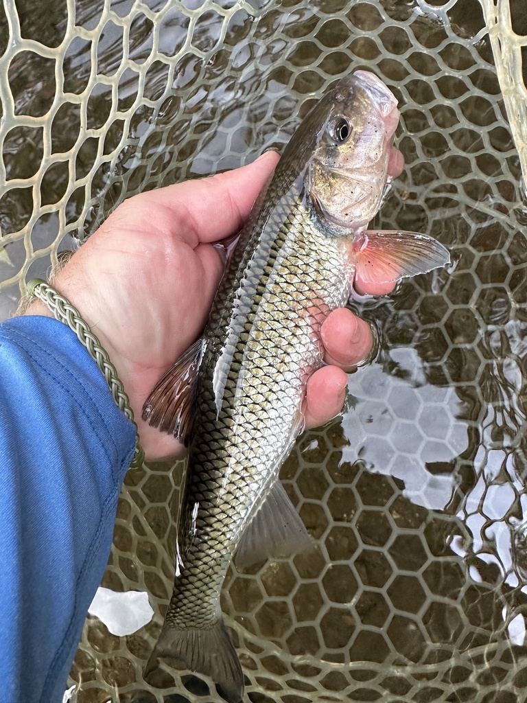 Fallfish from Parkton, MD, US on September 30, 2023 at 05:28 PM by ...