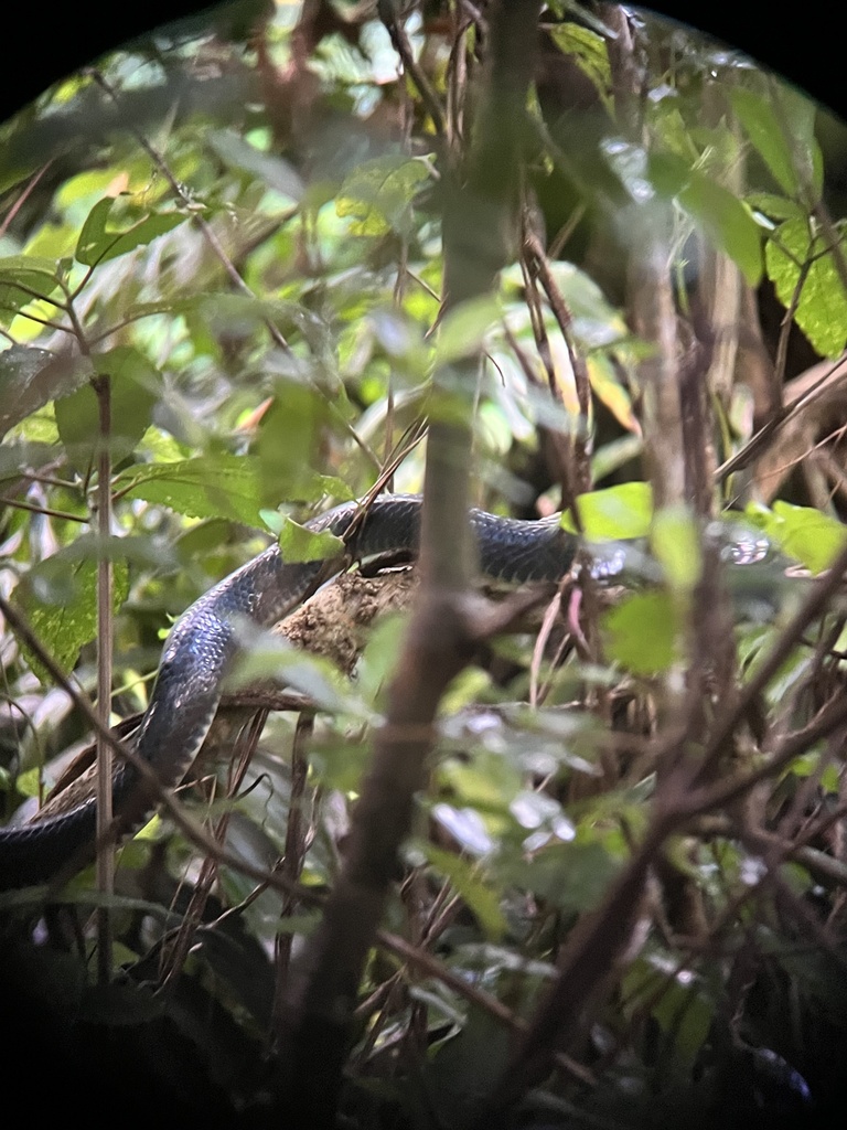 Common Mussurana from Chiriquí, PA on September 29, 2023 at 07:10 AM by ...