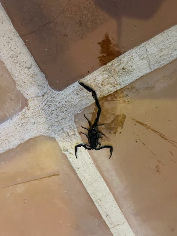 Slender Brown Scorpion from Polar Poniente, Tulum, Q. Roo., MX on ...