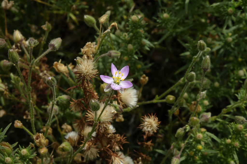 Red Sand Spurrey in September 2023 by FrontRangeWildflowers · iNaturalist