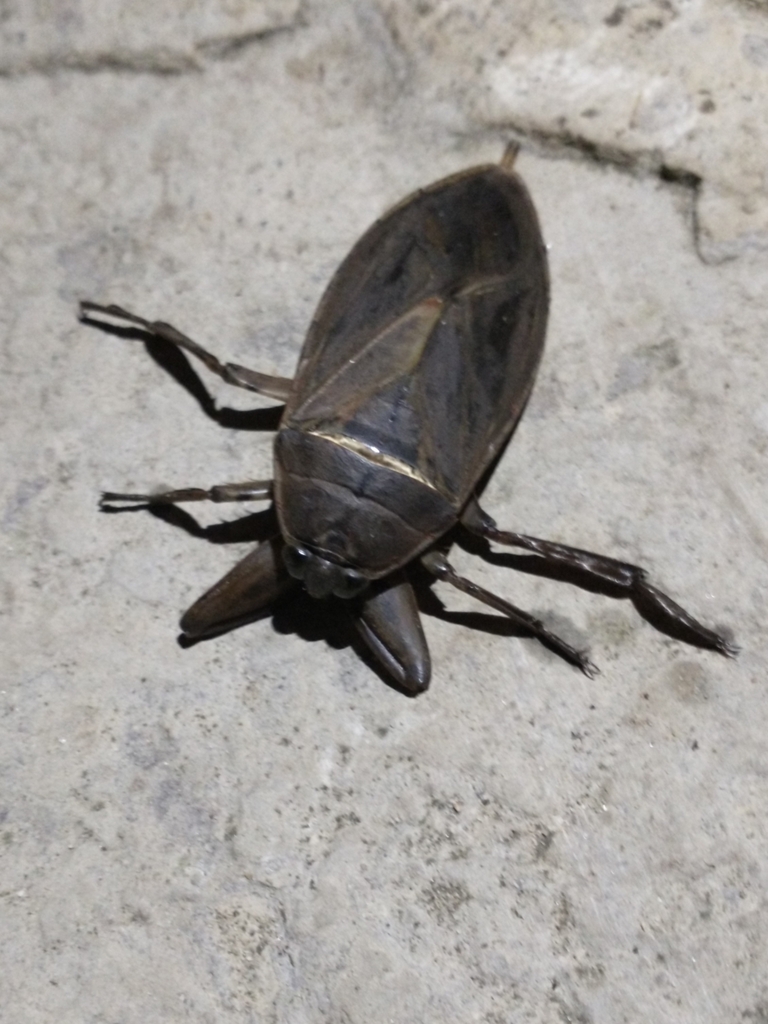 American Giant Water Bug in September 2023 by heaveno · iNaturalist