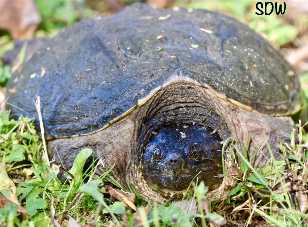 Common Snapping Turtle from Reinstein Woods Nature Preserve, Depew, NY ...