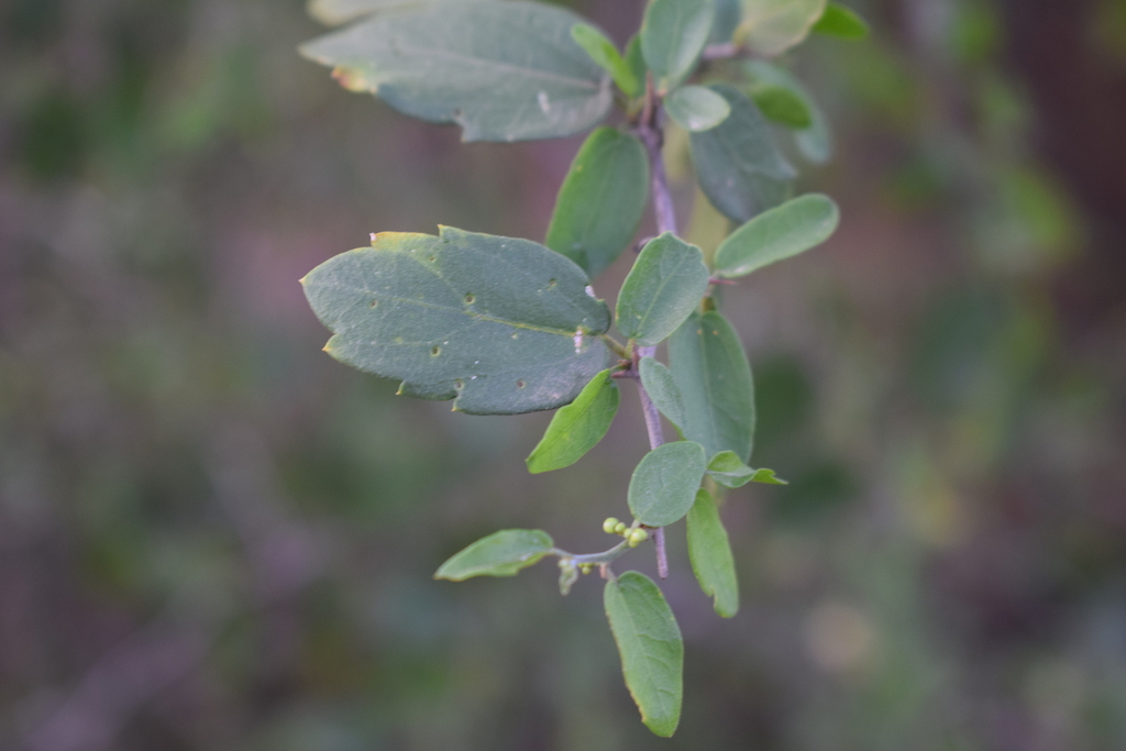 spiny hackberry from Nueve de Julio, Santa Fe, Argentina on September ...