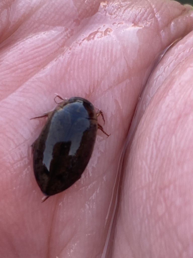 Rhantus from Santa Ynez, CA, US on September 30, 2023 at 05:08 PM by ...