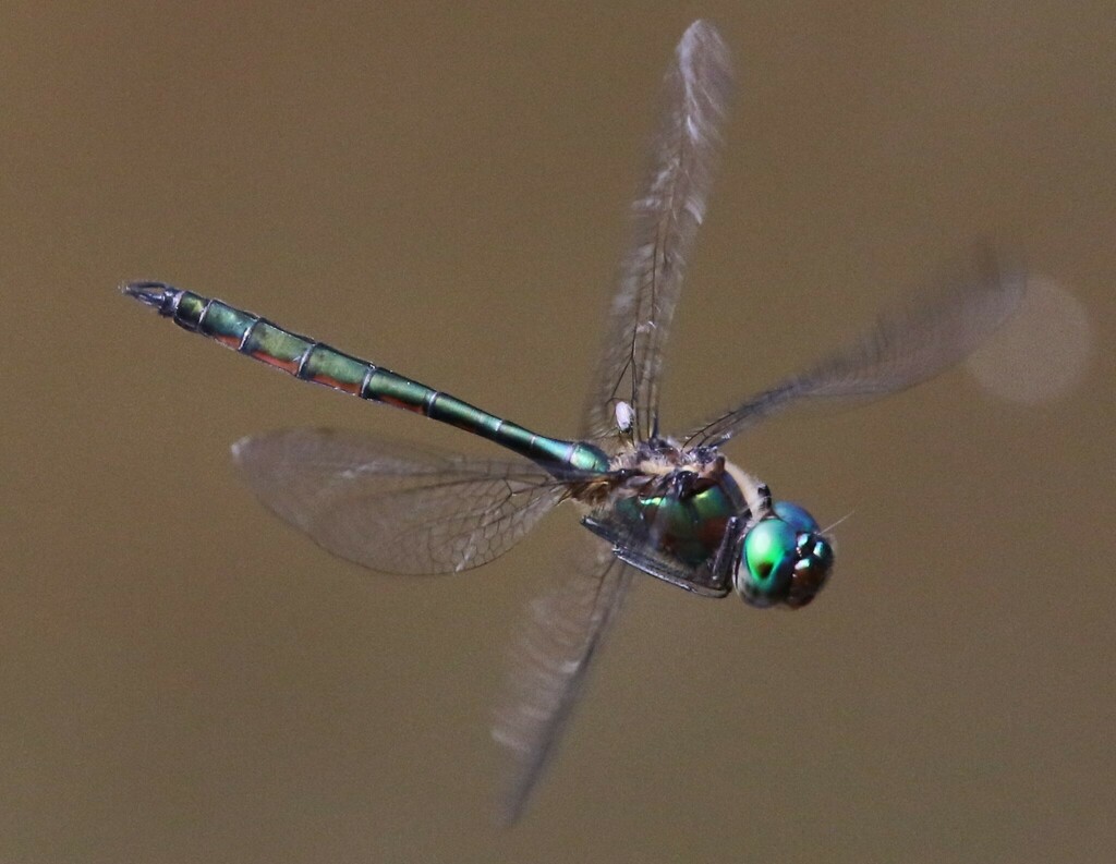 Procordulia artemis from Nagan Raya Regency, Aceh, Indonesia on May 28 ...