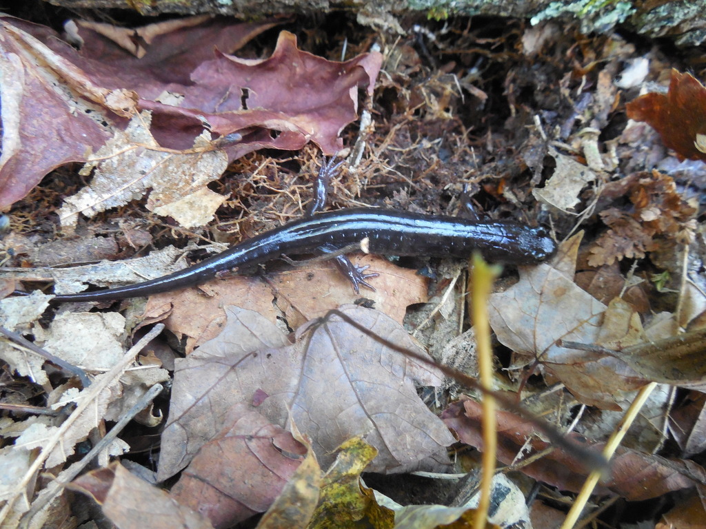 Blue Ridge Dusky Salamander in September 2023 by David Gorsline ...