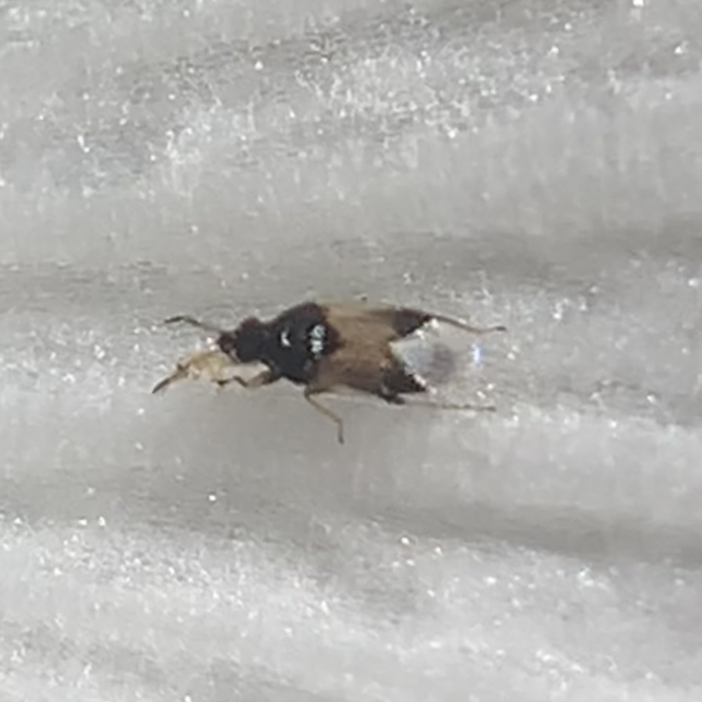 insidious flower bug from CR-193, Alvin, TX, US on September 30, 2023 ...