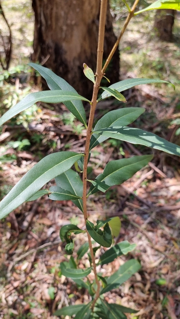 Notelaea from Weyba Downs QLD 4562, Australia on October 1, 2023 at 10: ...