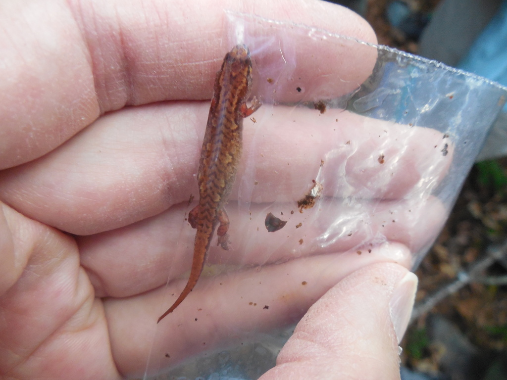 Northern Pygmy Salamander in September 2023 by David Gorsline · iNaturalist