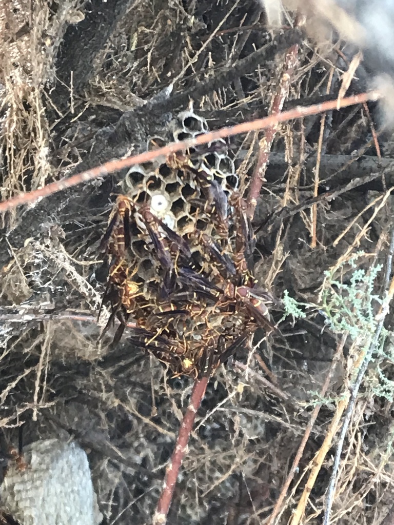 Arizona Paper Wasp from Tonto National Forest, Mesa, AZ, US on ...