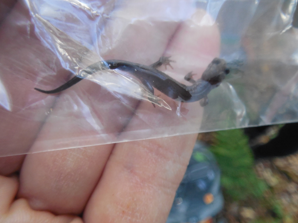 Northern Gray-cheeked Salamander in September 2023 by David Gorsline ...