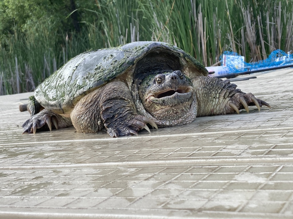 Common Snapping Turtle from Maltby Lake, Brighton, MI, US on June 20 ...