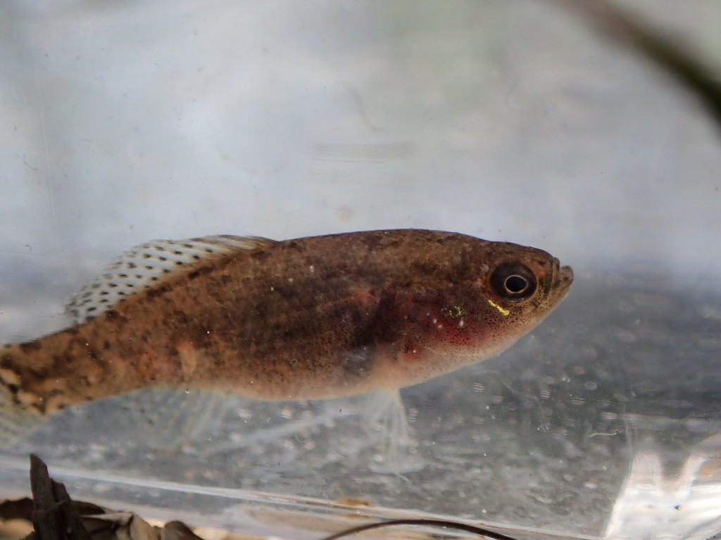 Gulf Coast Pygmy Sunfish (Elassoma gilberti) - Marine Life Identification