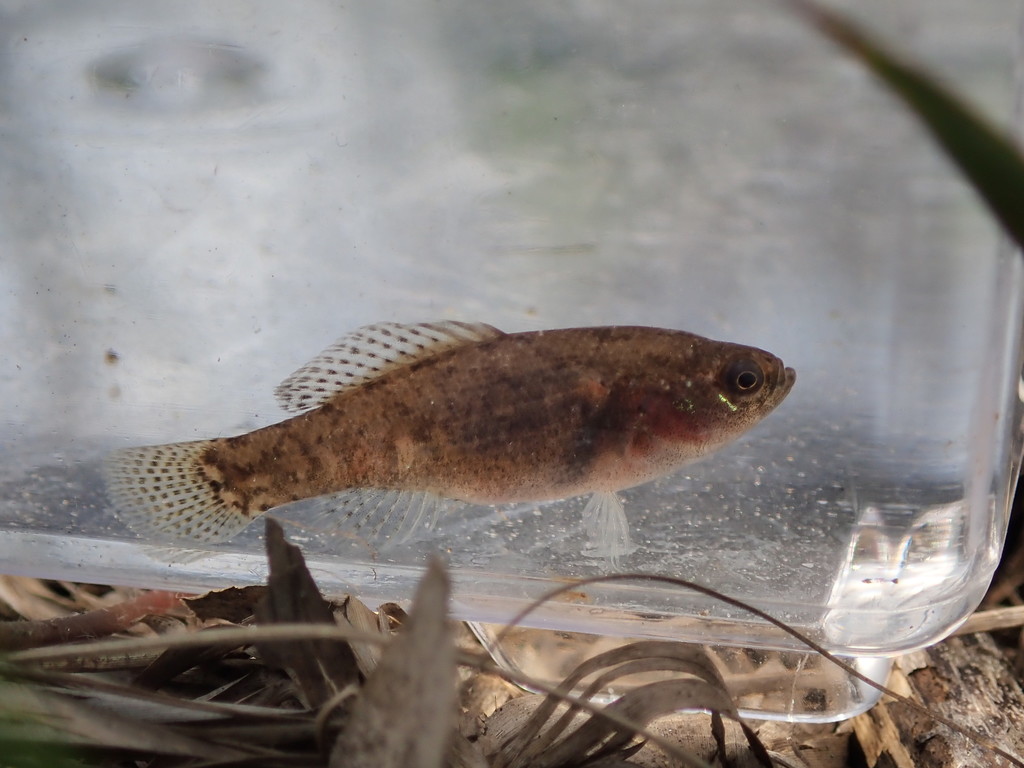 Gulf Coast Pygmy Sunfish (Elassoma gilberti) - Marine Life Identification