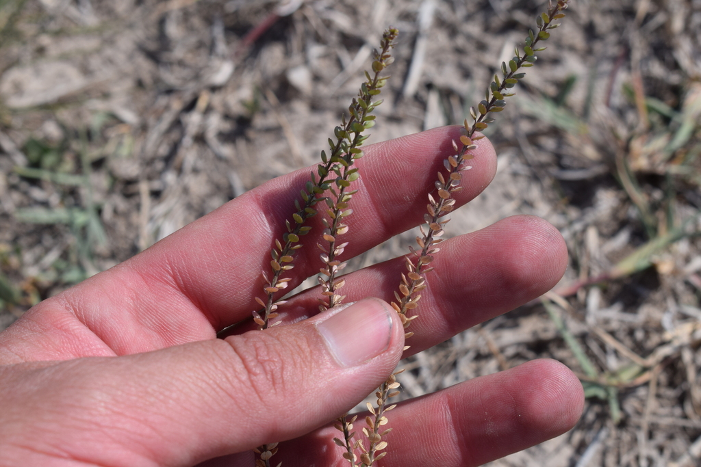 Lepidium spicatum from Nueve de Julio, Santa Fe, Argentina on September ...