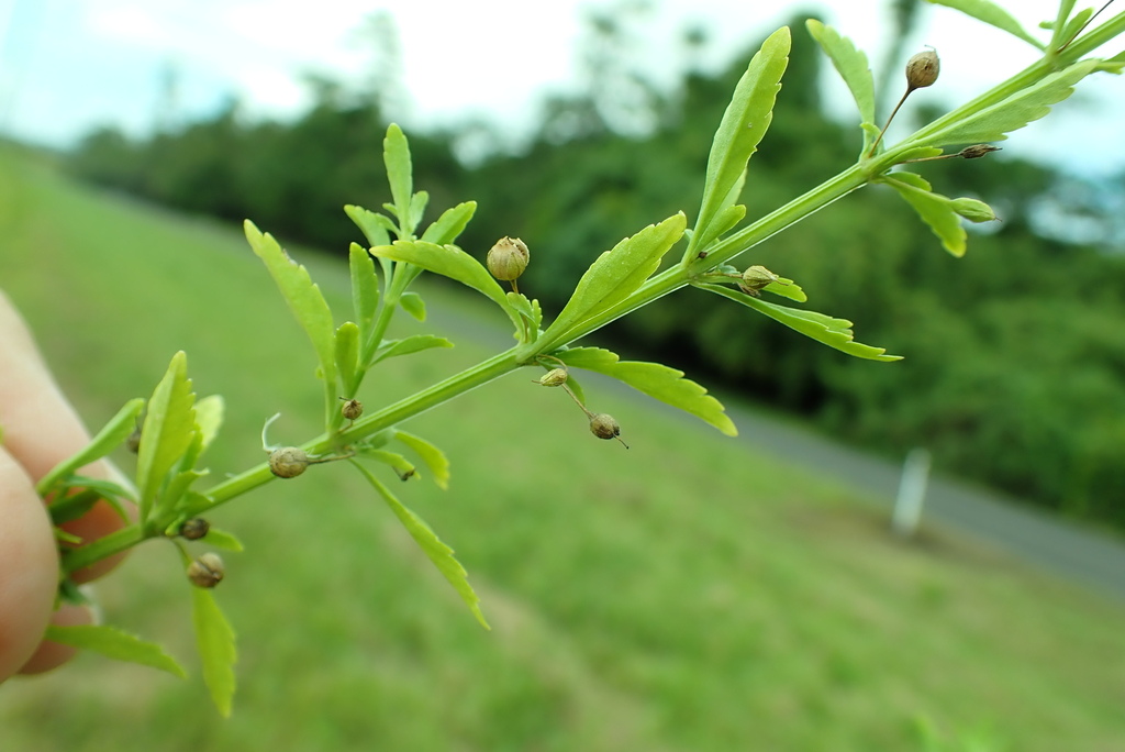 licorice weed from Japoonvale QLD 4856, Australia on September 9, 2023 ...