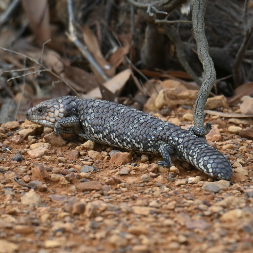 South-west Shingleback Lizard from Stirling Range National Park WA 6338 ...
