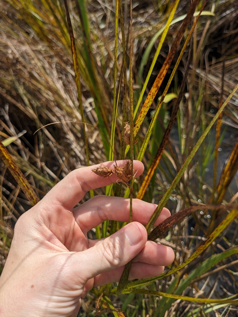 seacoast bulrush from Saltville, VA, USA on September 29, 2023 at 01:43 ...