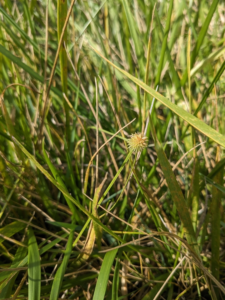 Shortleaf Spikesedge from Saltville, VA, USA on September 29, 2023 at ...