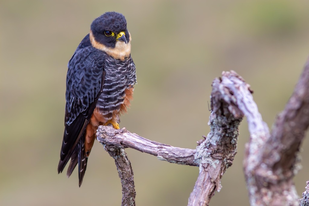 Bat Falcon from Moeda, MG, 35470-000 on January 29, 2017 at 10:01 AM by ...