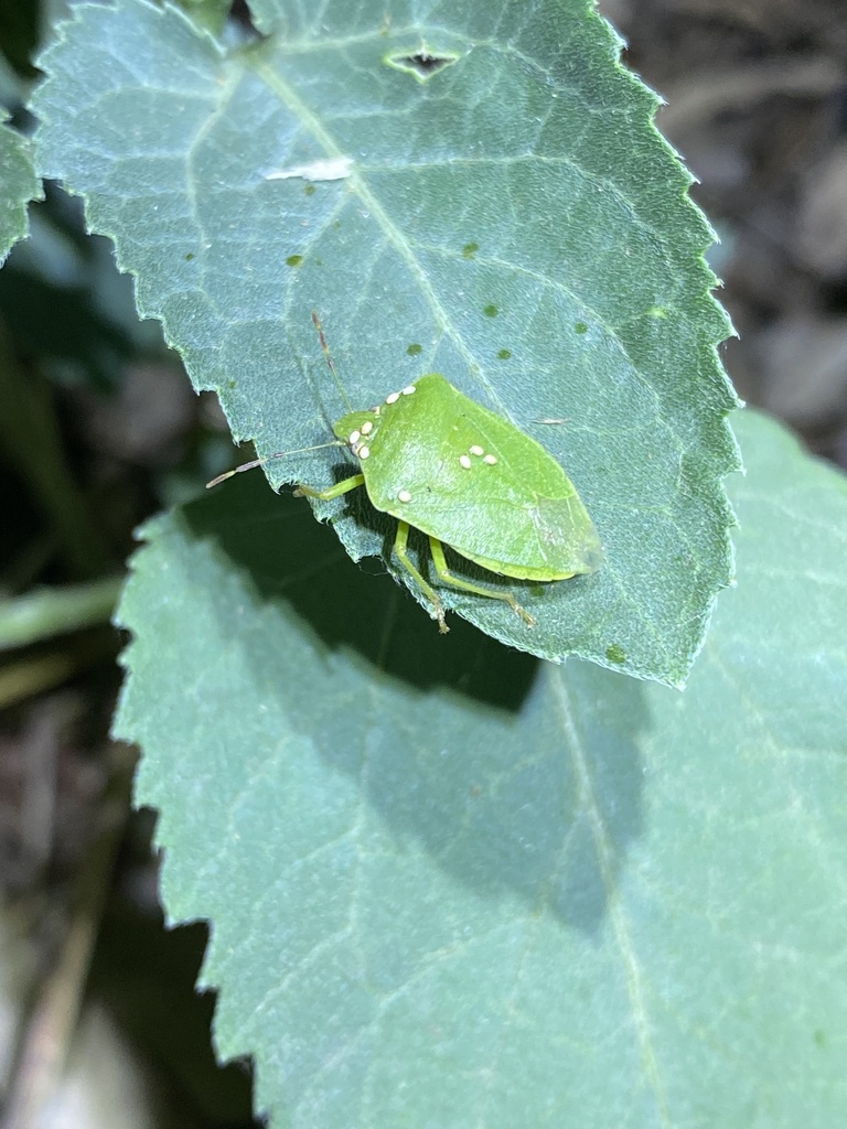 Southern Green Stink Bug from Rewan, QLD, AU on September 25, 2023 at ...