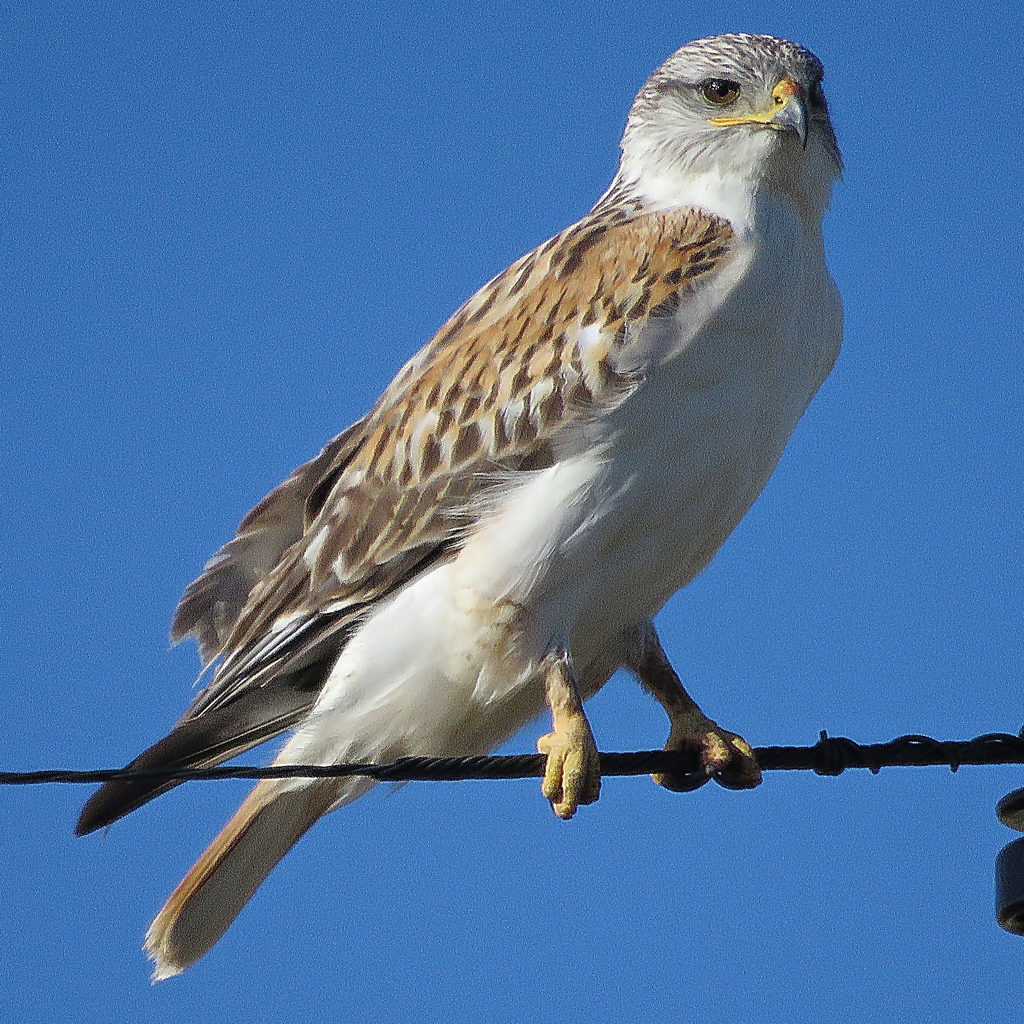 Ferruginous Hawk from Bowman County, ND on May 3, 2019 at 09:05 AM by ...