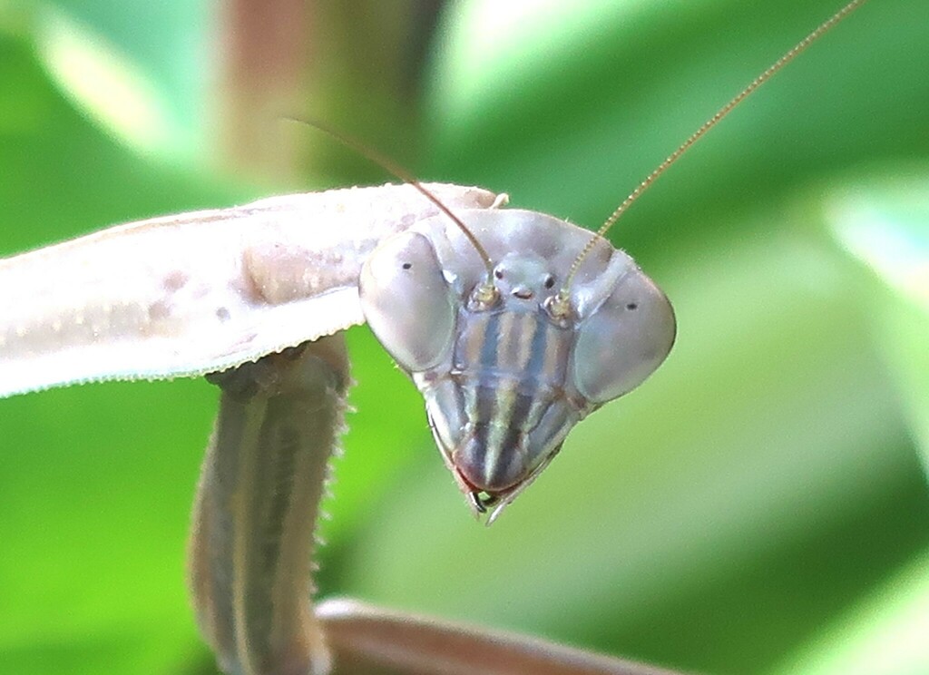 Chinese Mantis from St. Catharines, ON, Canada on September 29, 2023 at ...