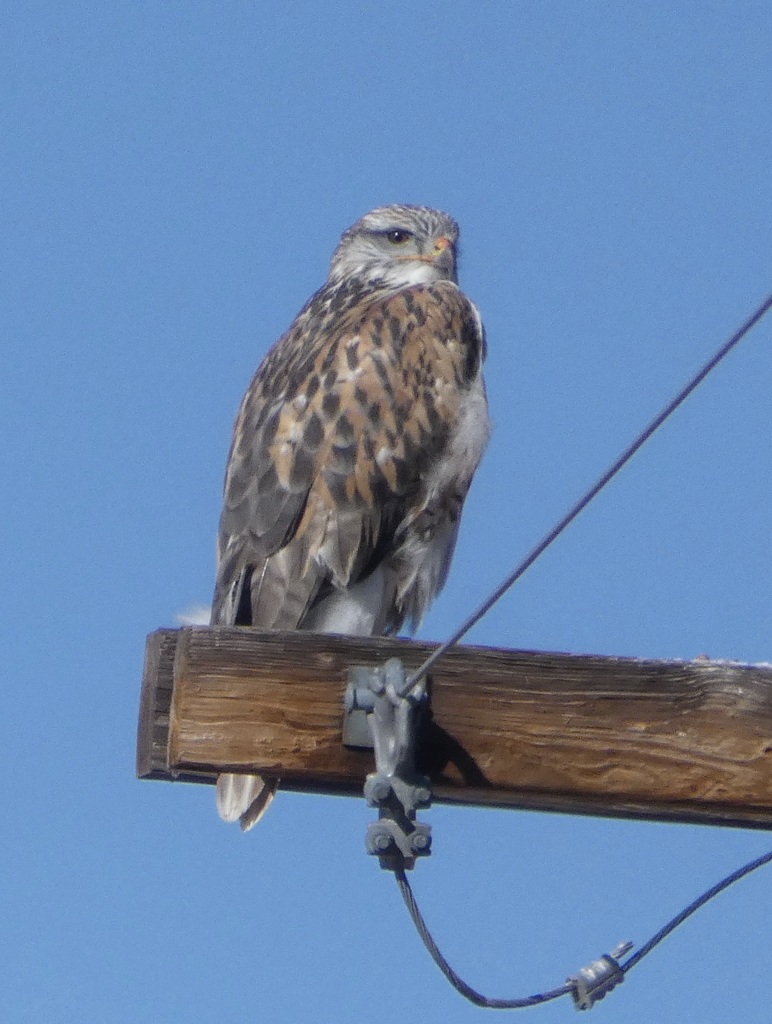 Ferruginous Hawk from Grant County, NM, USA on December 19, 2021 at 12:47 PM by Cole Wolf. https ...