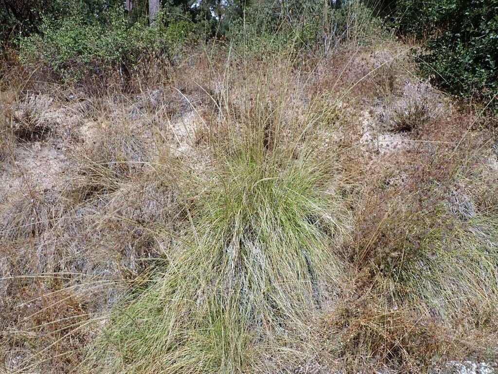 deergrass from Idyllwild-Pine Cove, CA, USA on September 27, 2023 at 01 ...