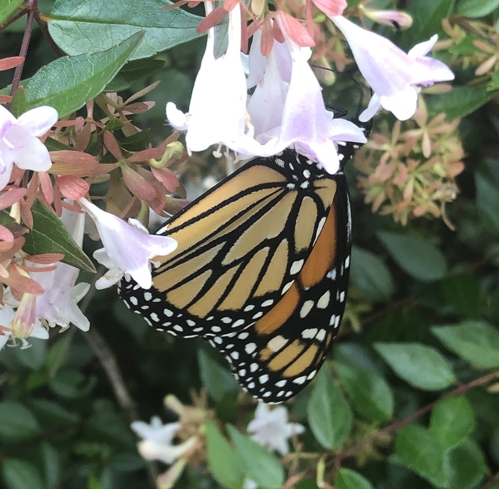 Monarch from Penn State, State College, PA, US on September 30, 2023 at ...