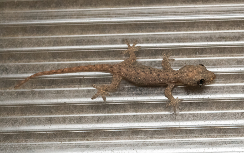 Asian House Gecko from Iquitos, Peru on September 7, 2023 at 01:23 AM ...