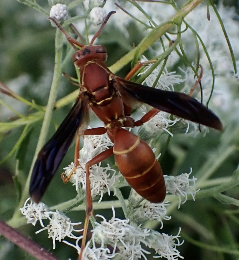 Southern Paper Wasp from Eupora, MS, US on September 30, 2023 at 04:41 ...