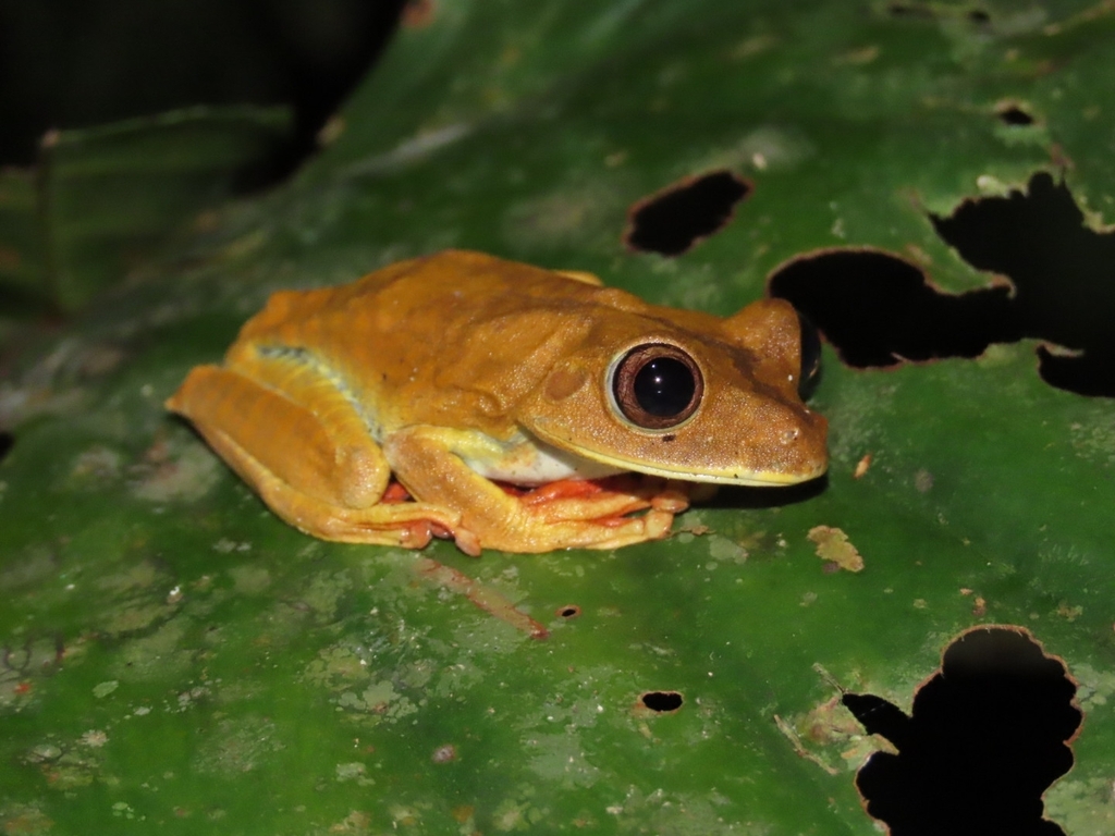 Gladiator Tree Frogs from Manu, PE-MD, PE on September 29, 2023 at 11: ...