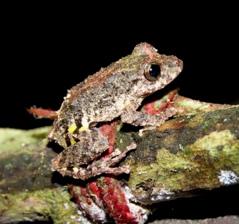 Rain and Robber Frogs from Manu, PE-MD, PE on September 29, 2023 at 10: ...