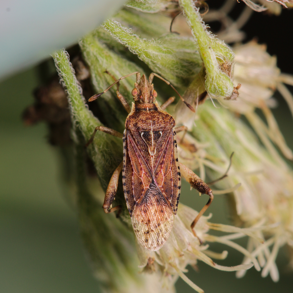 Harmostes fraterculus from Silver Spring, MD, USA on September 30, 2023 ...