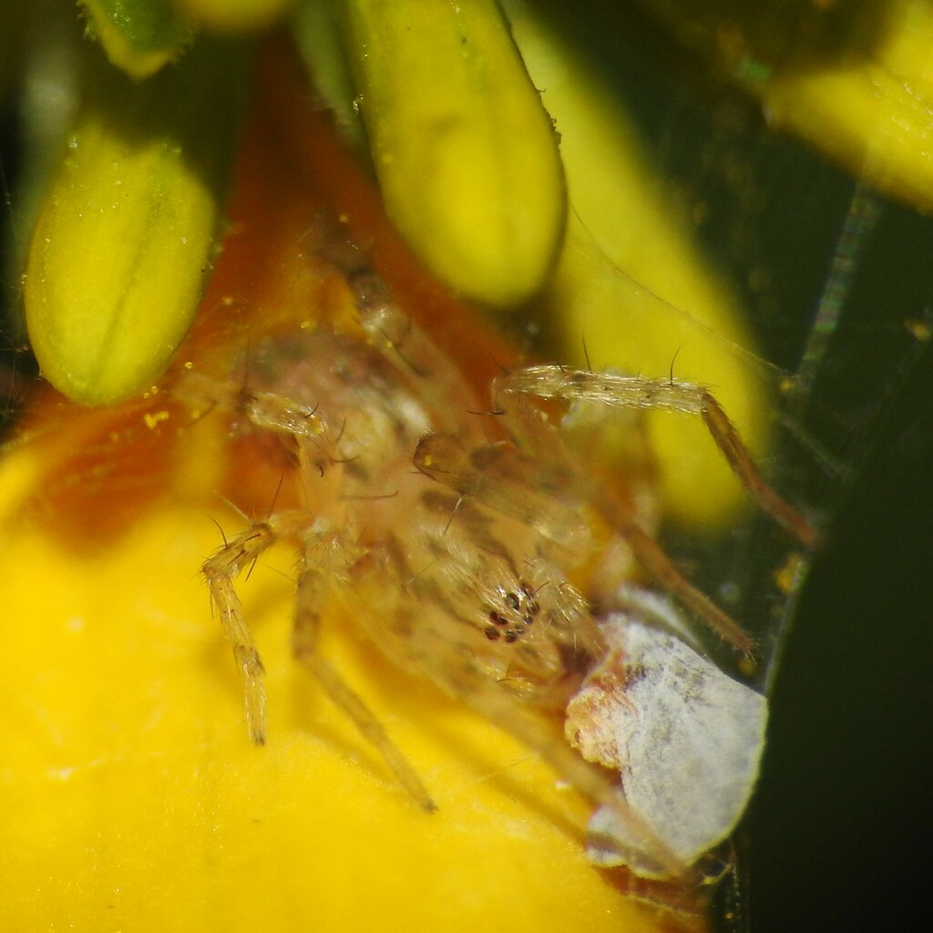 Anyphaena in September 2023 by Donna J. Parry. On Wingstem ([185671177 ...