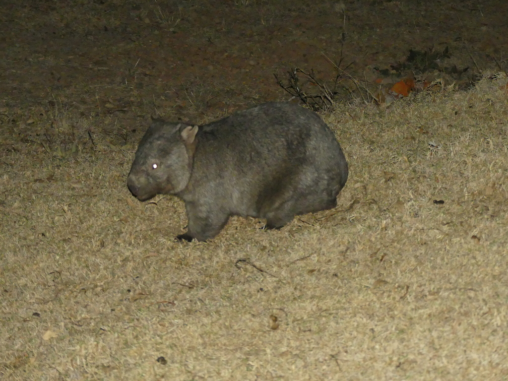 Bare-nosed Wombat in September 2023 by matthewlh · iNaturalist