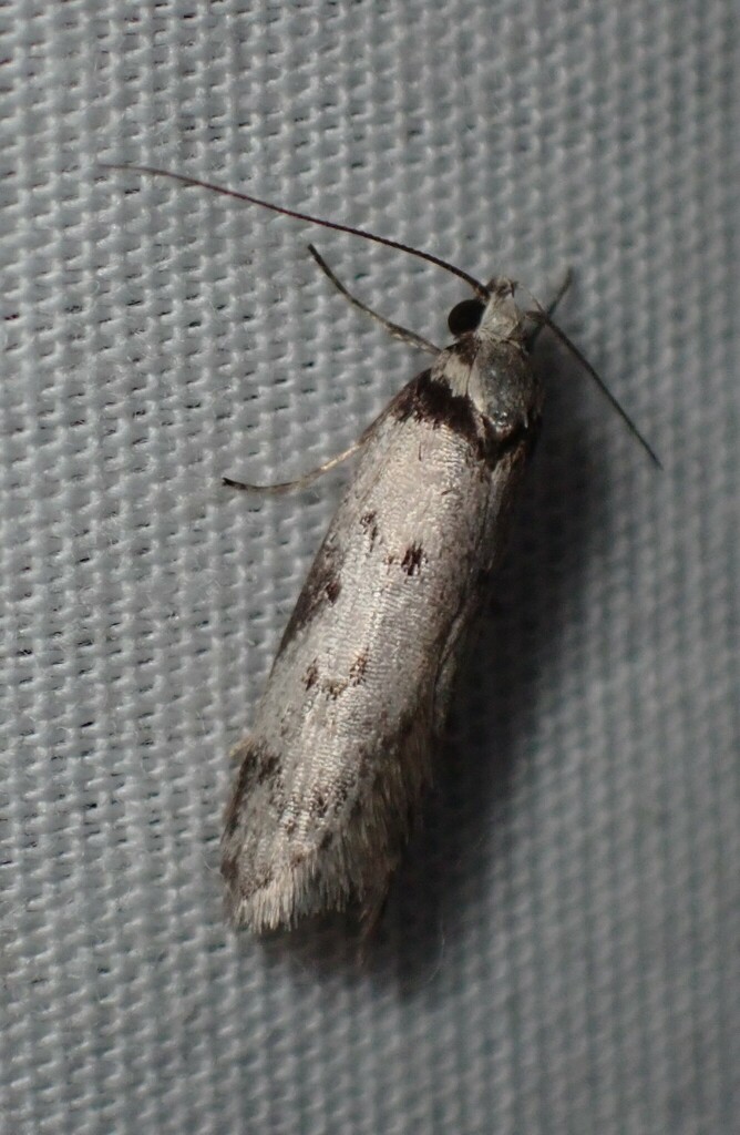 White-shouldered House Moth from 4 Ronald Ct, Somerville VIC 3912 ...