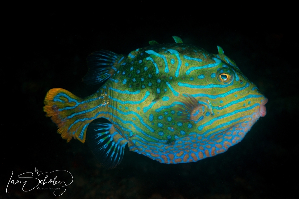 Ornate Cowfish from Capel Sound VIC 3940, Australia on September 28 ...