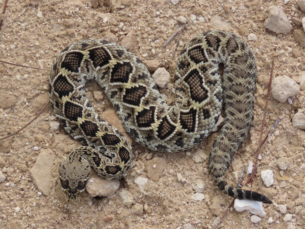 Eastern Diamondback Rattlesnake in September 2023 by Richard D Reams ...