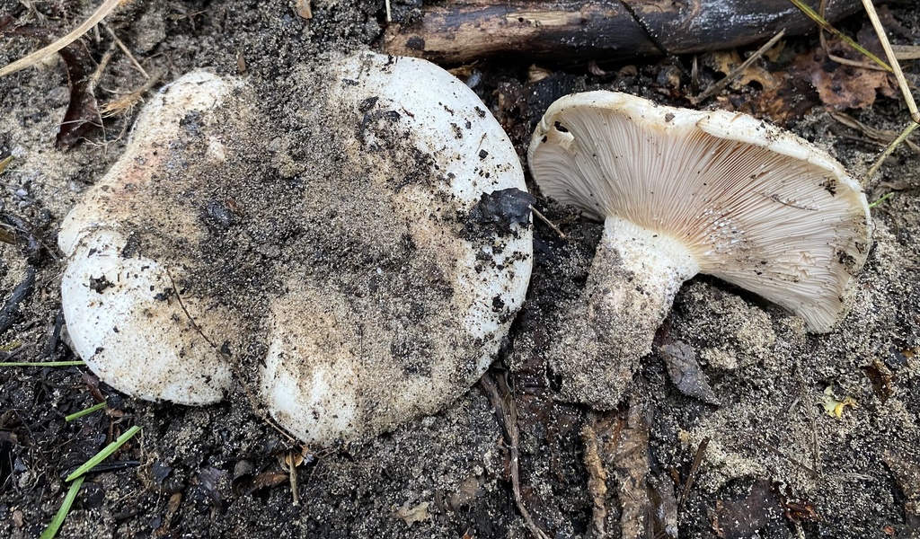 Blushing Milkcap from Marianne Williams Park, Boise, ID, US on ...