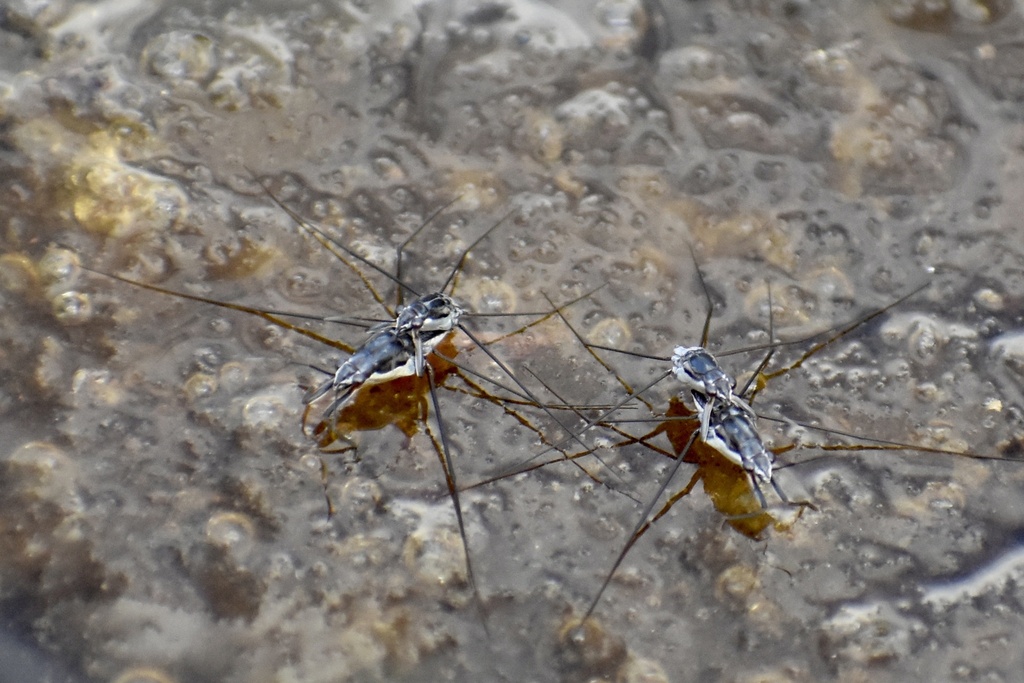 Neogerris hesione from Madeira, McLean, VA, US on September 30, 2023 at ...