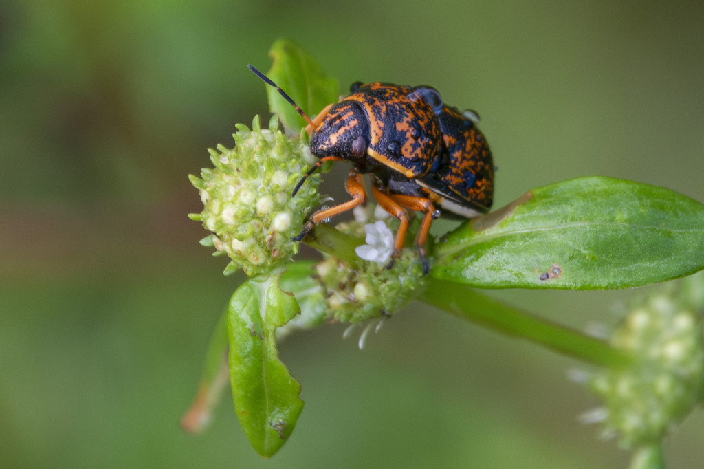 Shield-backed Bug from Jupiter, FL, US on September 30, 2023 at 10:01 ...