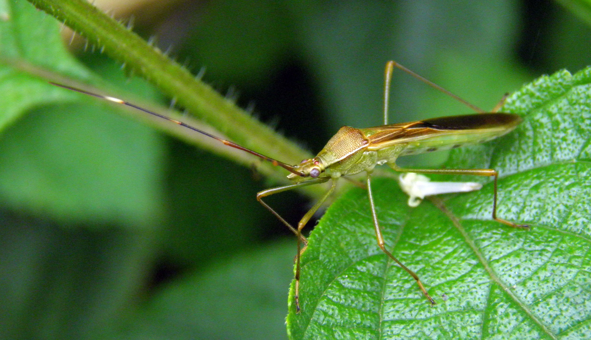 Leptocorisa oratoria (Fabricius, 1794)