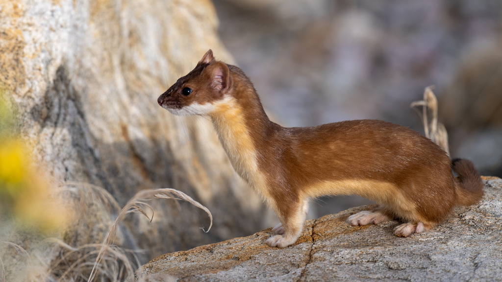 Long-tailed Weasel from Davis County, UT, USA on September 30, 2023 at ...