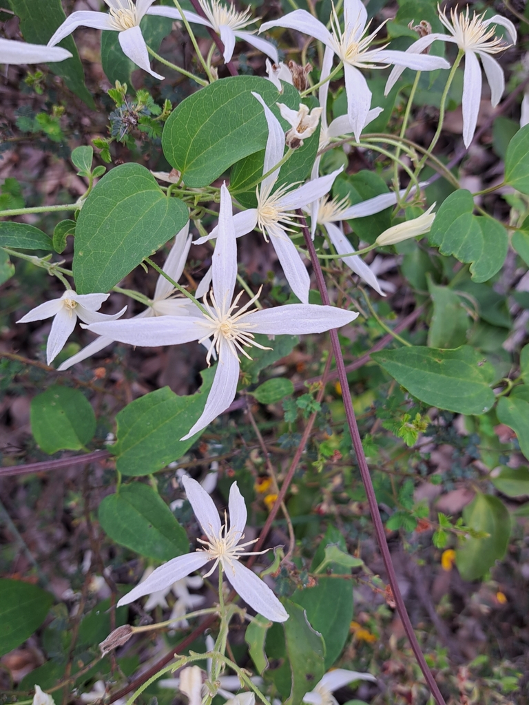 Common Clematis from Woottating WA 6562, Australia on September 30 ...