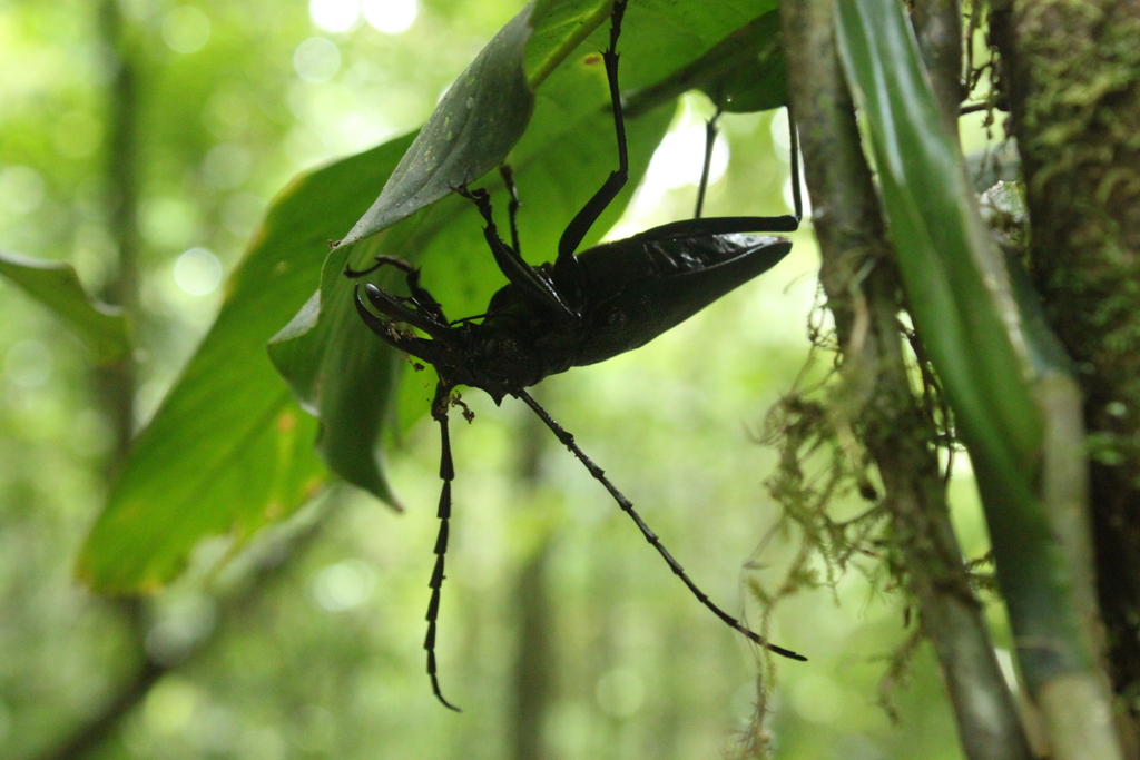 Psalidognathus modestus from Alajuela Province, San Ramón, Costa Rica ...