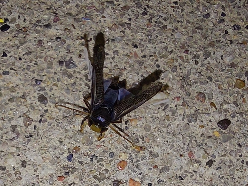 Corixini from Southeast Edmonton, Edmonton, AB, Canada on September 18 ...