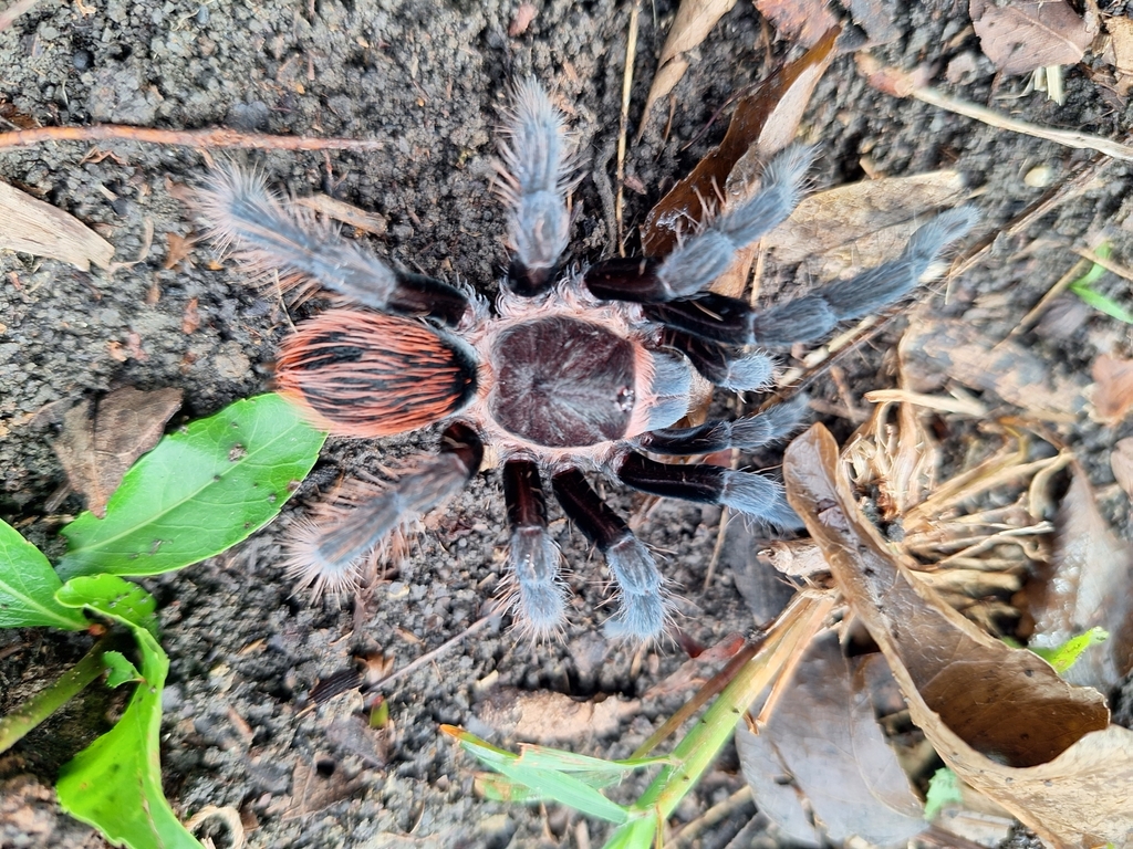 Mexican Red-rump Tarantula in July 2023 by Yazmin Zárate Sandoval ...